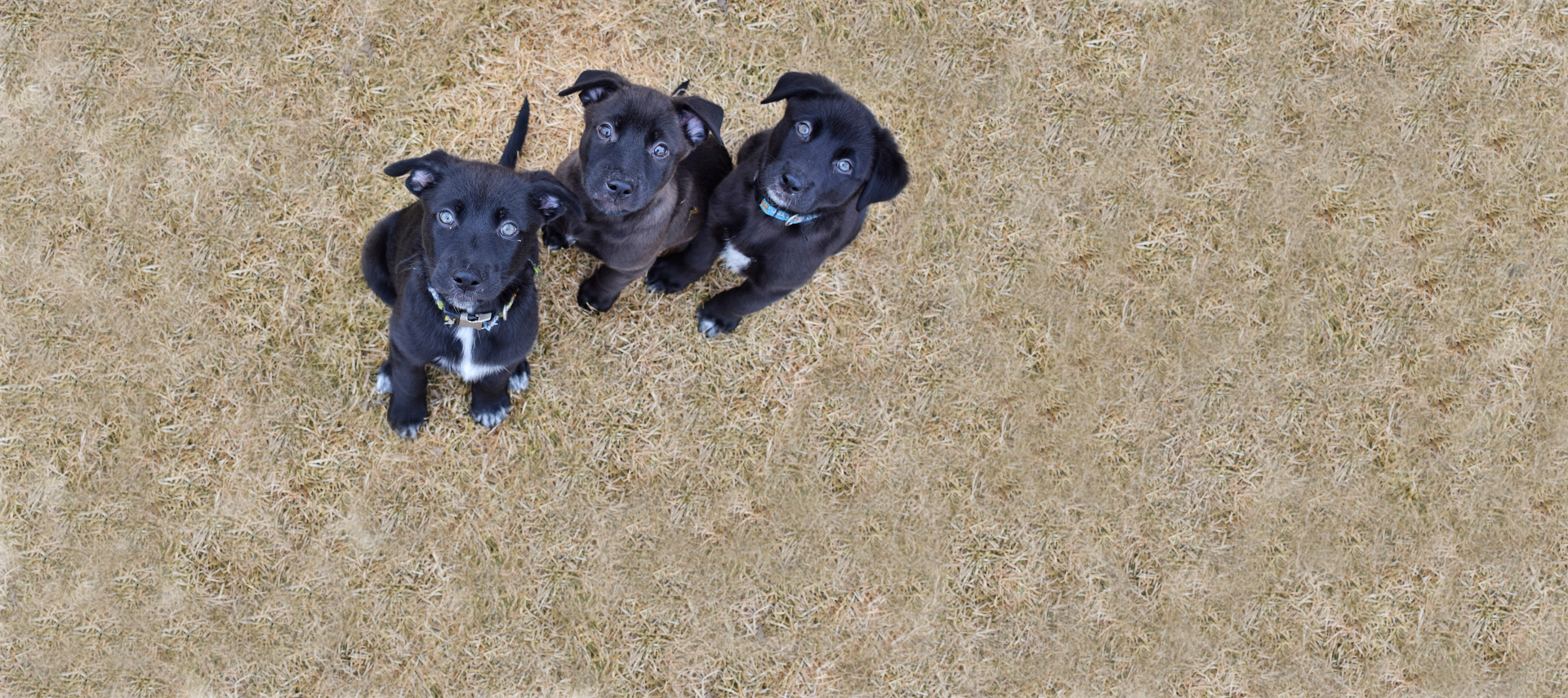 Second Chance Animal Rescue Society (SCARS) Chase The Ace